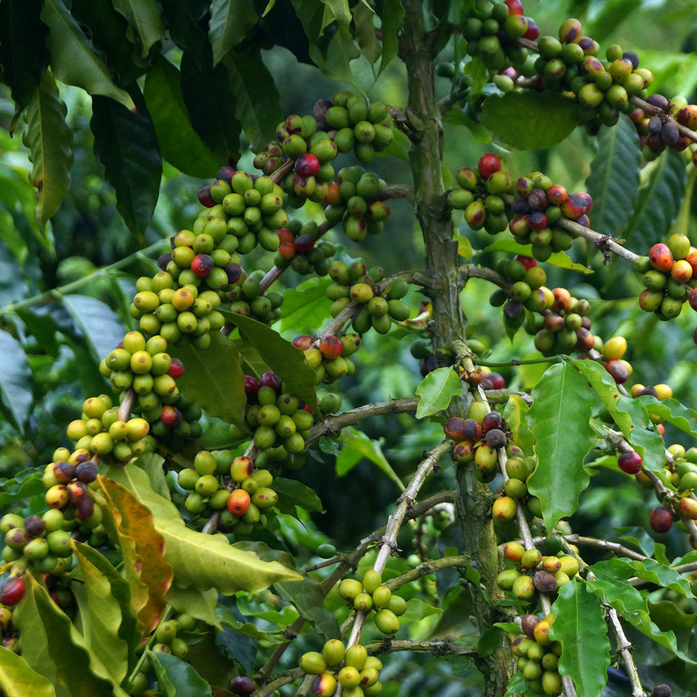 Yemeni Mocha Mattari coffee beans │Terra Coffee